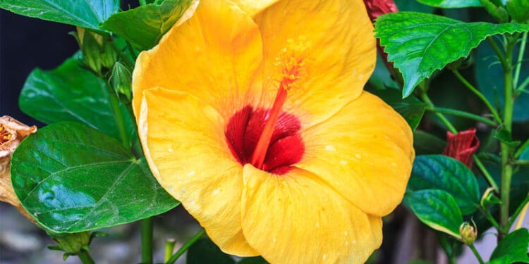 Hibiscus Tree Care: Complete Guide on Growing Hibiscus