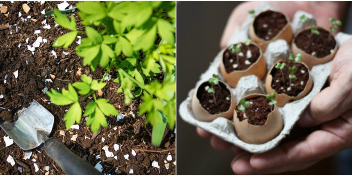 6 Convincing Reasons You Should Start Using Eggshells In Your Garden