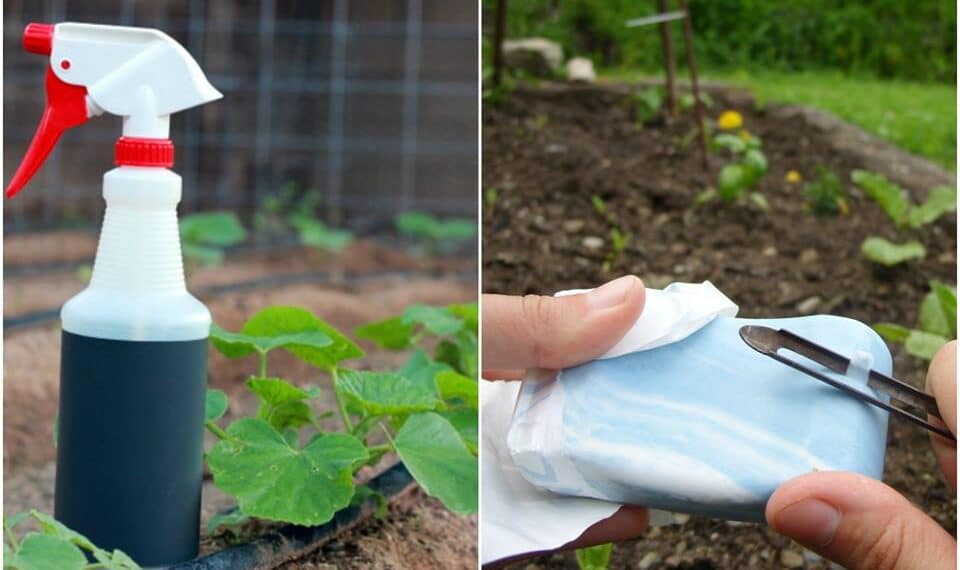 Make Your Own Horticultural Soap and Improve Your Garden Naturally