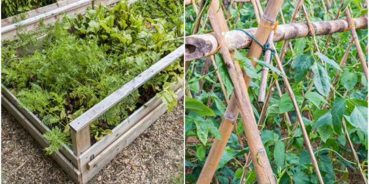 7 Secrets For A High-Yield Vegetable Garden, Even When You're Tight On ...