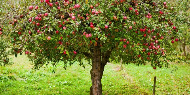 6 Tips For Growing Organic Apples At Home