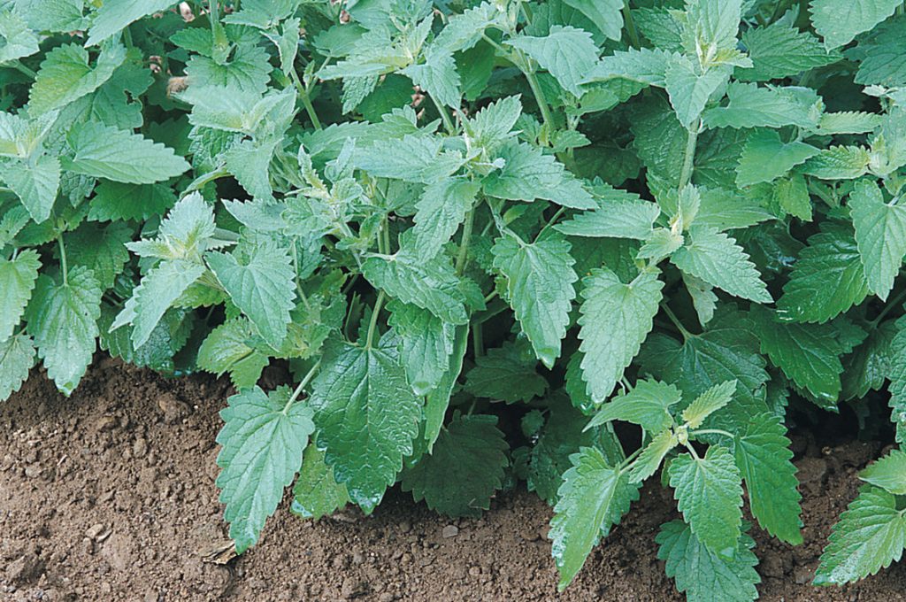 Plant These Amazing Flowers and See How It Can Improve Your Vegetable ...