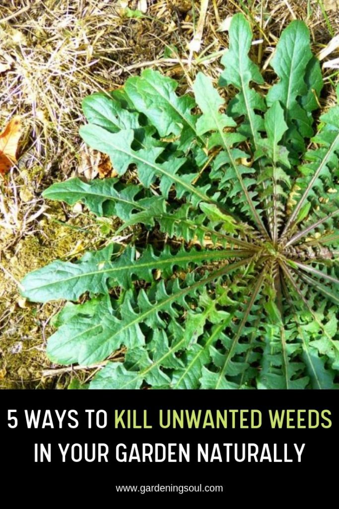 5 Ways To Kill Unwanted Weeds In Your Garden Naturally