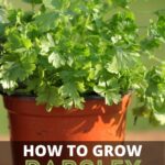 How To Grow Parsley In Containers And Its Care