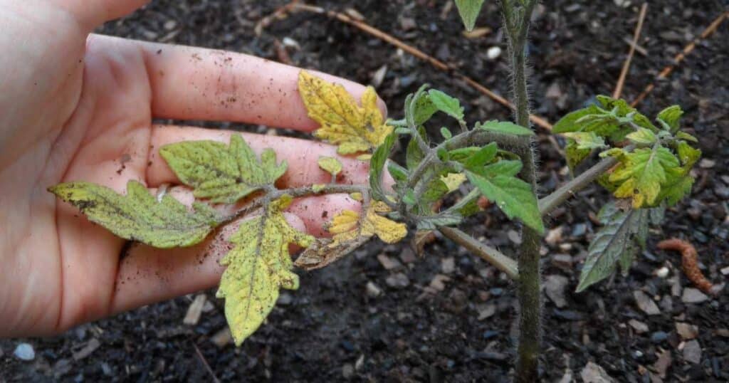 How To Save Your Plants From Being Overwatered How To Save Your Plants From Being Overwatered