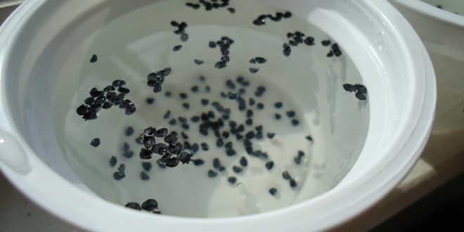 Why You Should Soak The Seeds Before Planting Them and How To Do It!