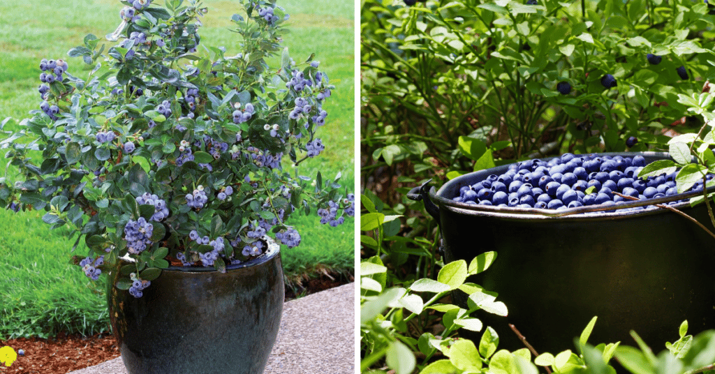 10 Easy Tips for Growing Blueberries in Containers or Pots