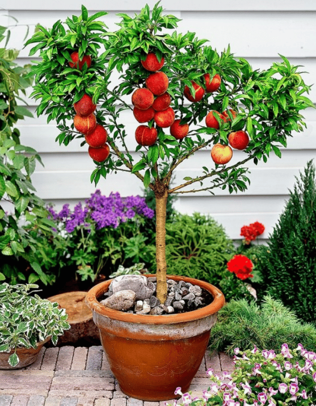 Turn Your Balcony Into a Paradise With These 8 Fruit Trees In Pots!