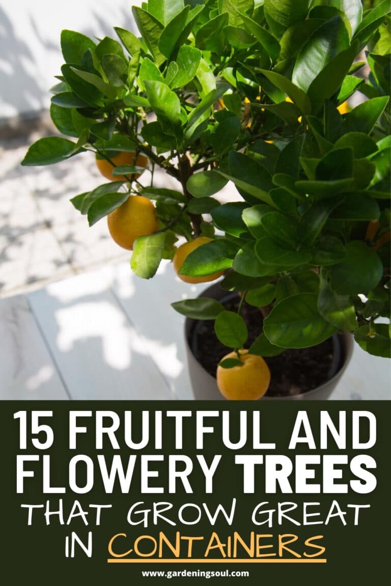 15 Fruitful and Flowery Trees that Grow Great in Containers