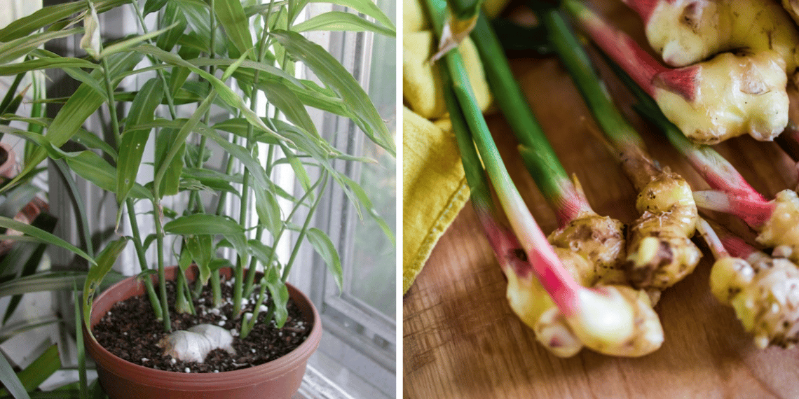 How To Grow A Fantastic Ginger Plant Indoors