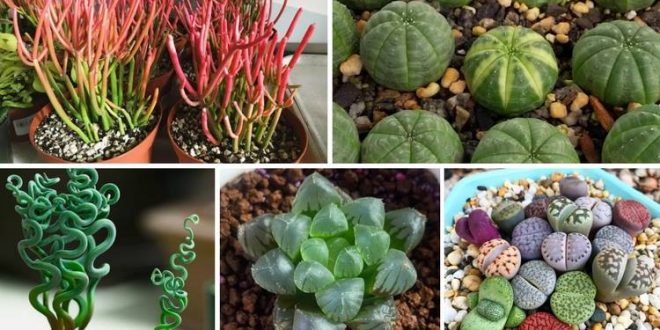 10 Weird But Fantastic Houseplants You Didn’t Know You Needed