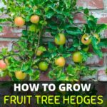 How To Grow Fruit Tree Hedges And Have Amazing Edible Plants In Your Garden