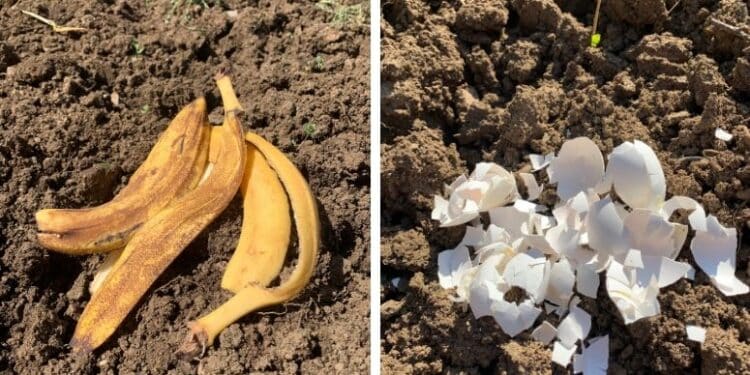 15 Organic DIY Garden Fertilizer Recipes That’ll Beautify Your Garden