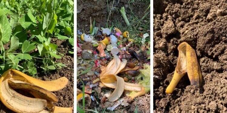12 Tips And Banana Peel Garden Uses: Composting To Fertilizer