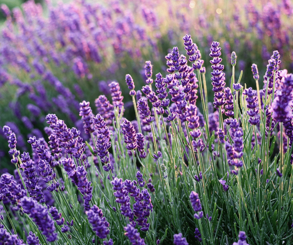 8 Plants That Will Thrive No Matter What