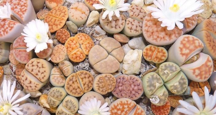 How to Grow and Care for Lithops