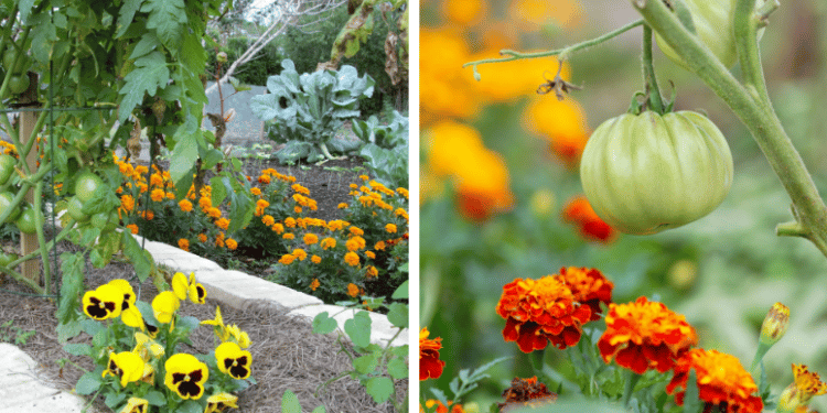 Why You Should Grow Marigolds With Tomatoes + 9 Other Companion ...
