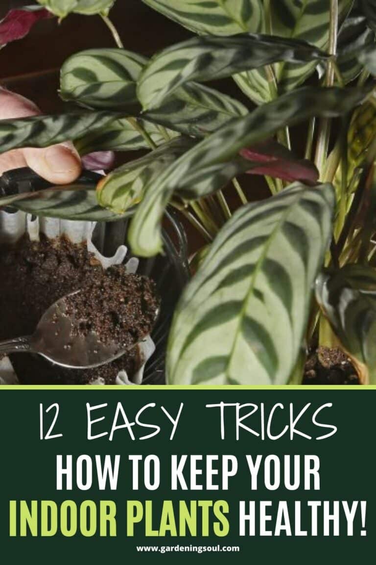 12 Easy Tricks-How To Keep Your Indoor Plants Healthy!