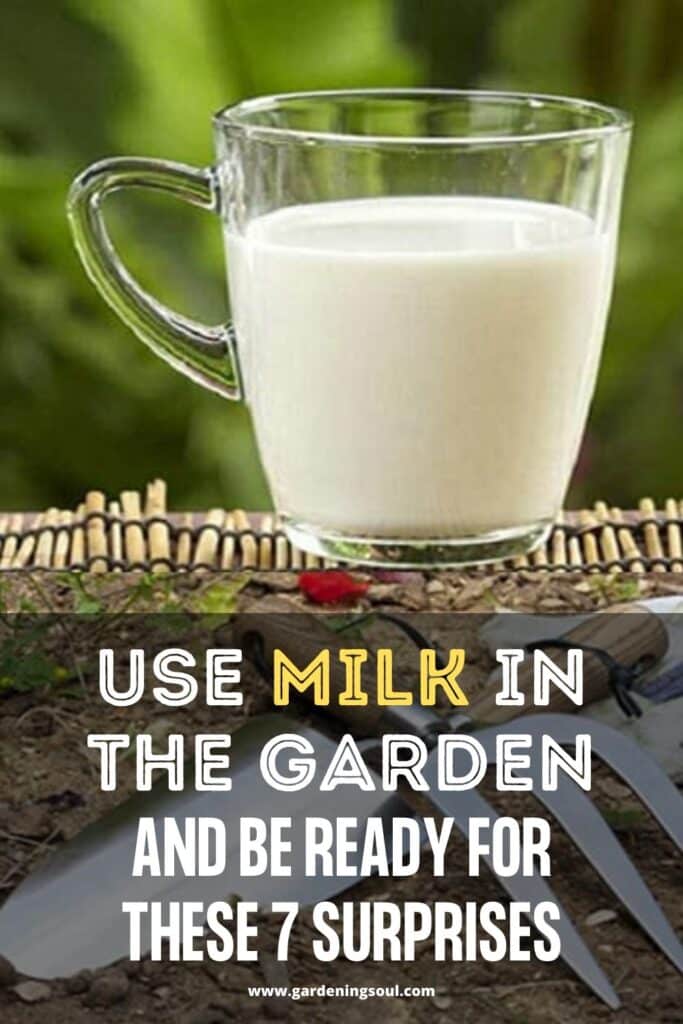 Use Milk In The Garden And Be Ready For These 7 Surprises