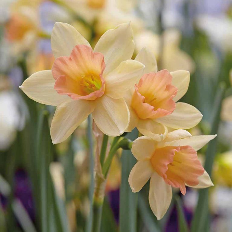 Top 12 Mythical Flowers And Plants