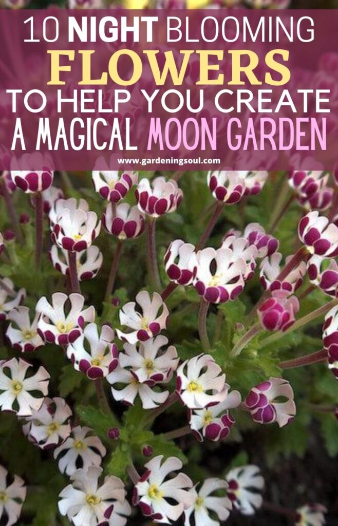 10 Night Blooming Flowers To Help You Create A Magical Moon Garden