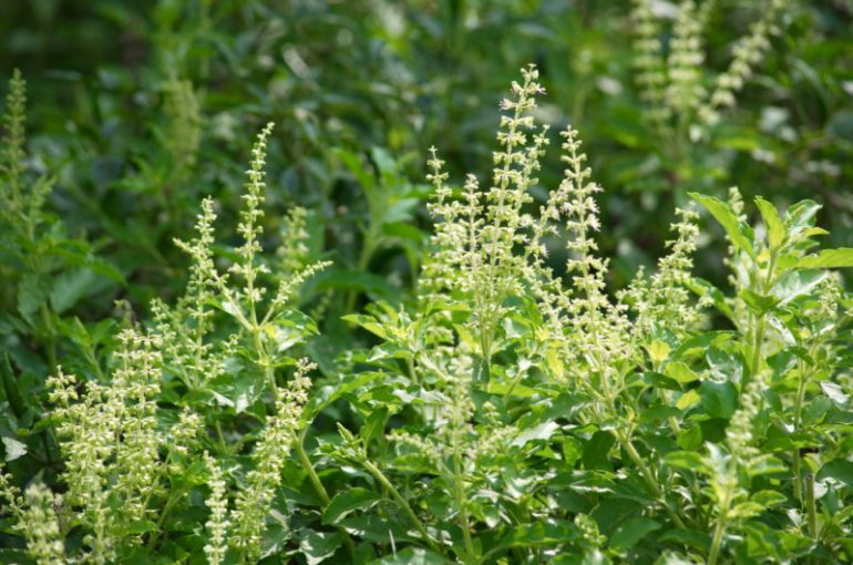 12 Plants That Can Create Positive Energy in Your Home!