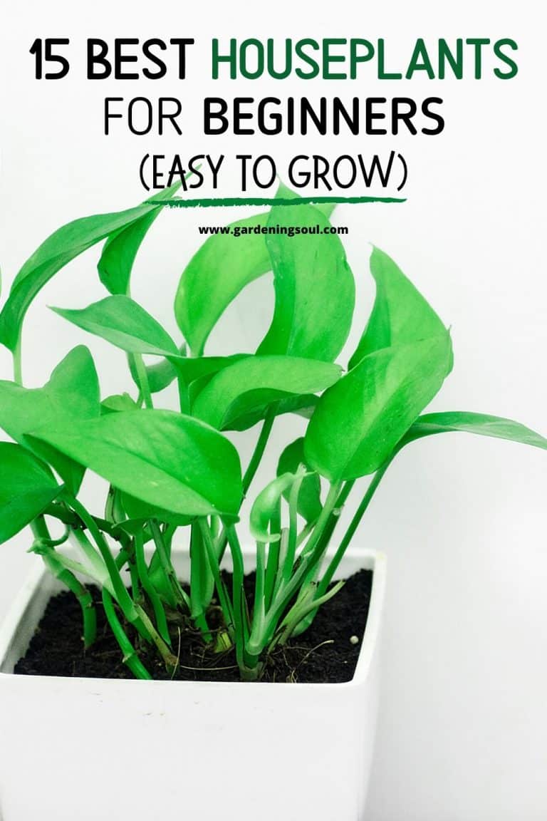 15 Best Houseplants for Beginners (Easy to Grow)