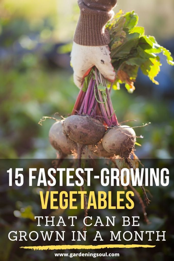 15 Fastest-Growing Vegetables That Can be Grown in a Month