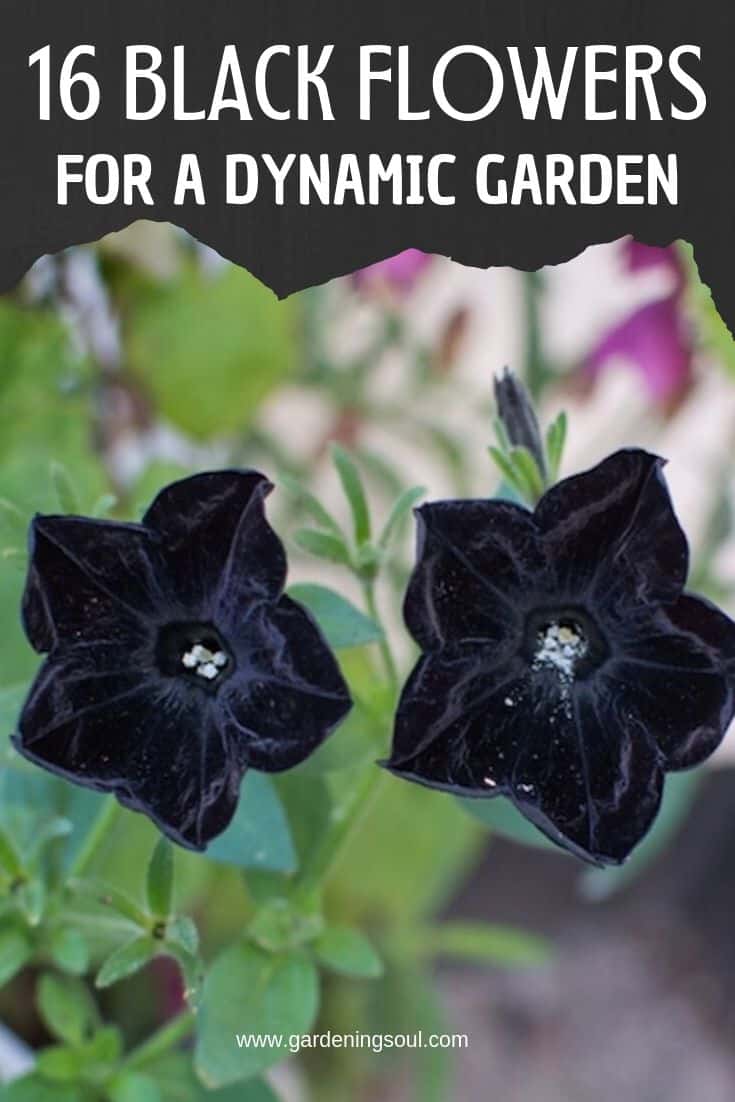 16 Black Flowers For A Dynamic Garden