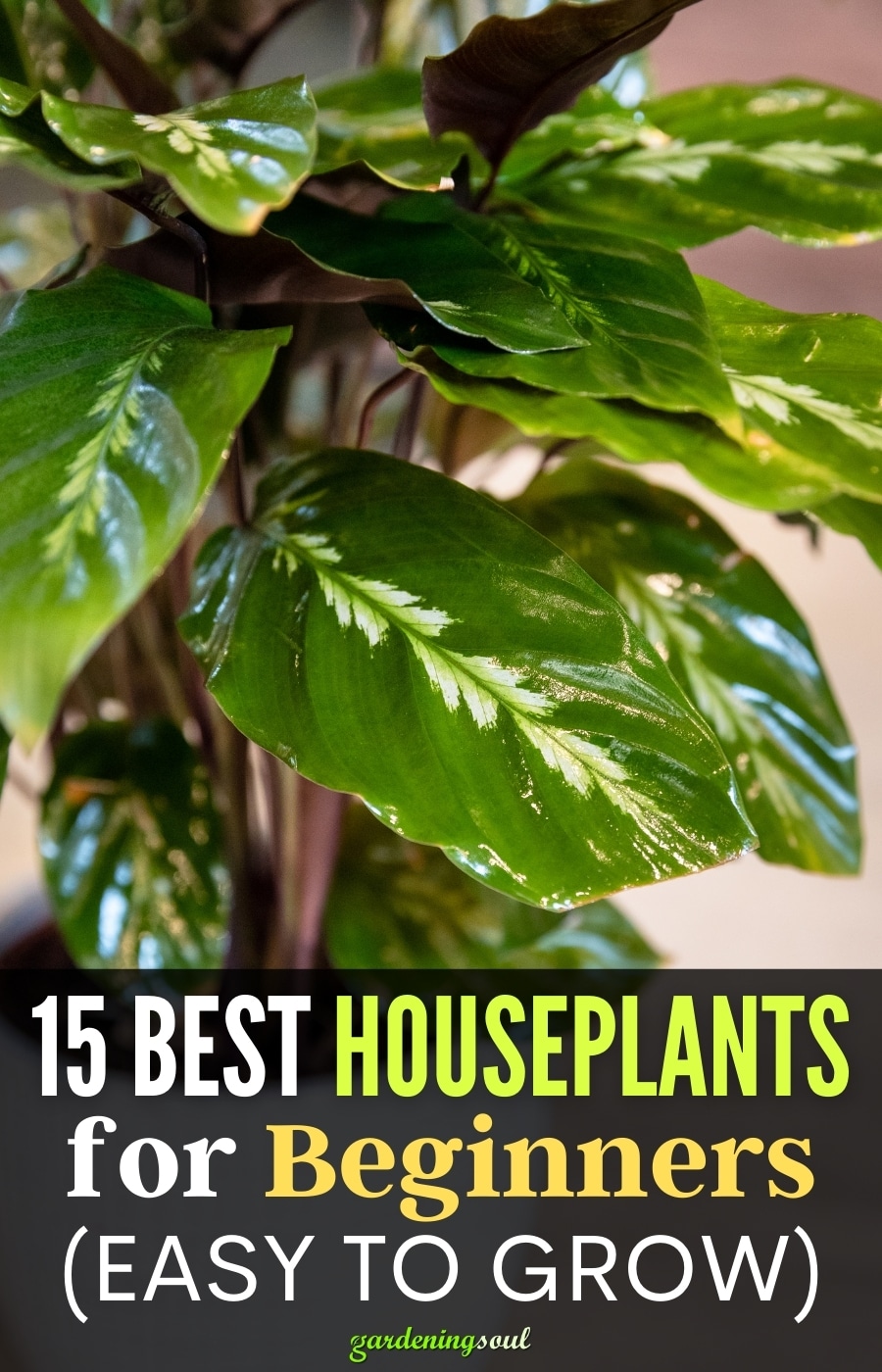 15 Best Houseplants for Beginners (Easy to Grow)