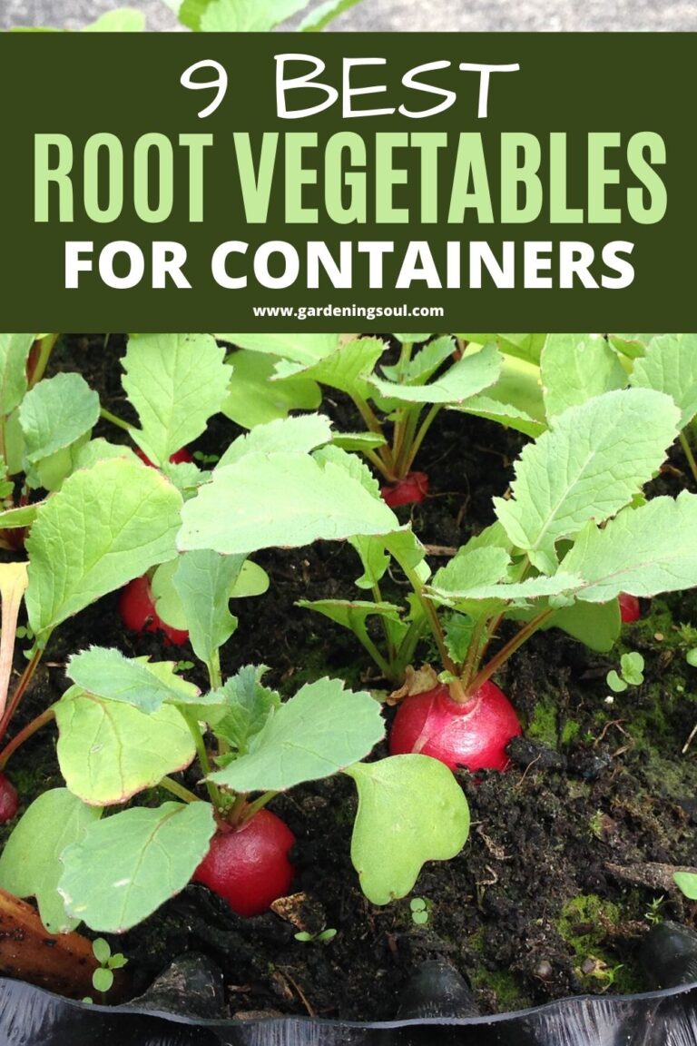 9 Best Root Vegetables For Containers