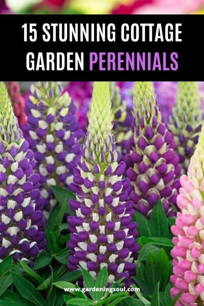 15 Stunning Cottage Garden Perennials