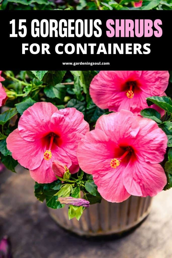 15 Gorgeous Shrubs for Containers