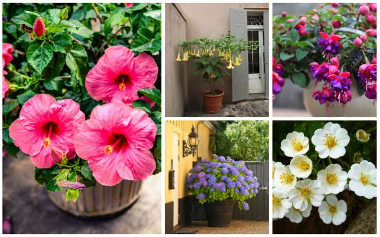 15 Gorgeous Shrubs for Containers