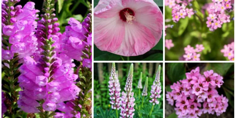 10 Pretty and Pink Perennials That Will Dazzle in your Garden