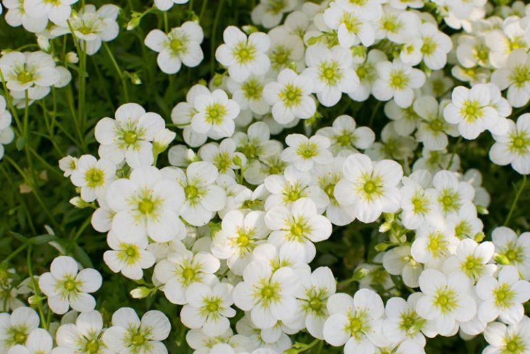 10 Beautiful White Flowering Perennials