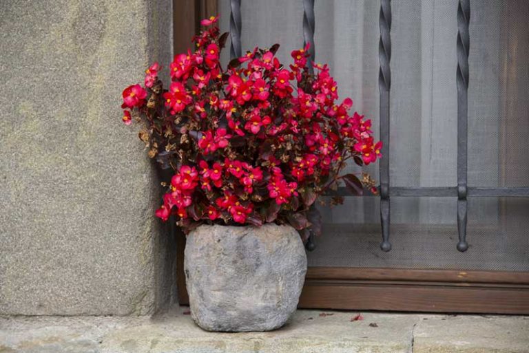 10 Beautiful Bold Red Annuals For your Garden