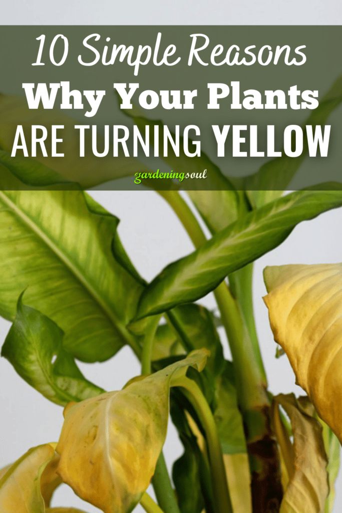 10 Simple Reasons Why Your Plants Are Turning Yellow