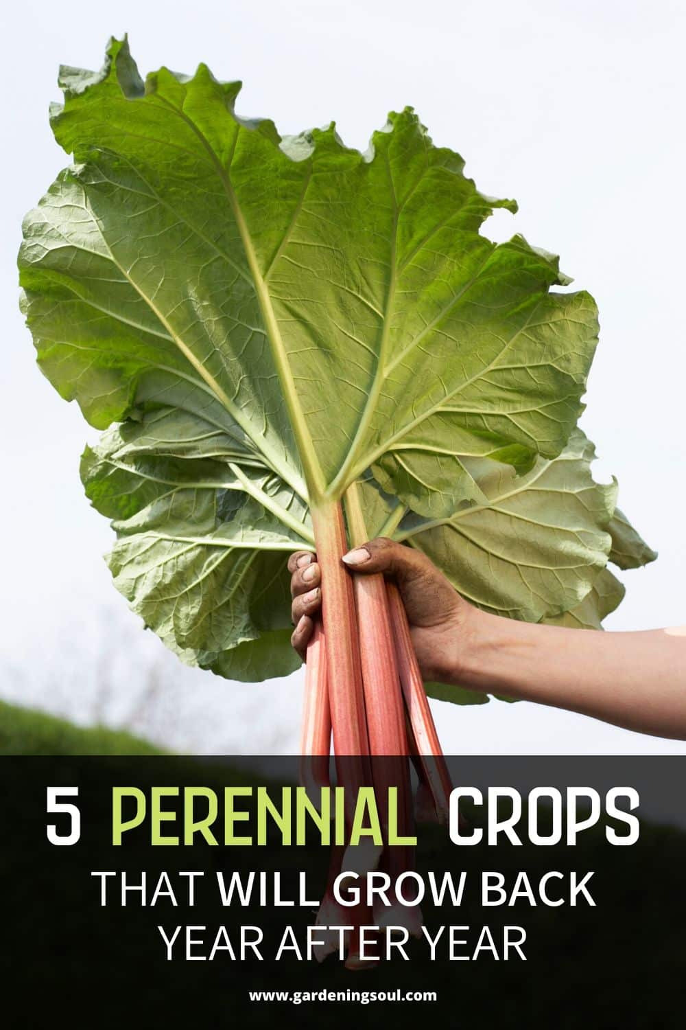 5 Perennial Crops That Will Grow Back Year After Year 5 Perennial Crops That Will Grow Back Year After Year