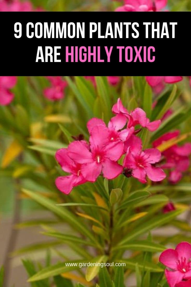 Highly Poisonous Plants