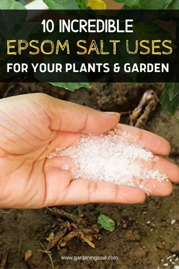 10 Incredible Epsom Salt Uses For Your Plants Garden