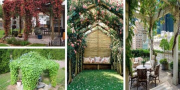 15 Beautiful Climbing Plants for Pergola and Arbors That Will Make ...