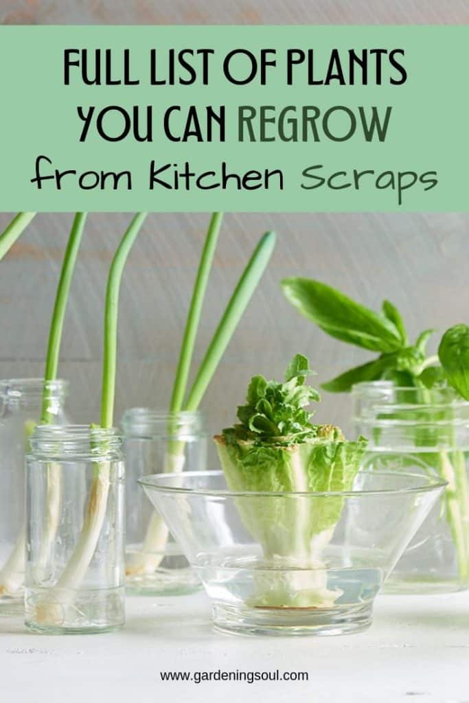 Full List of Plants You Can Regrow from Kitchen Scraps