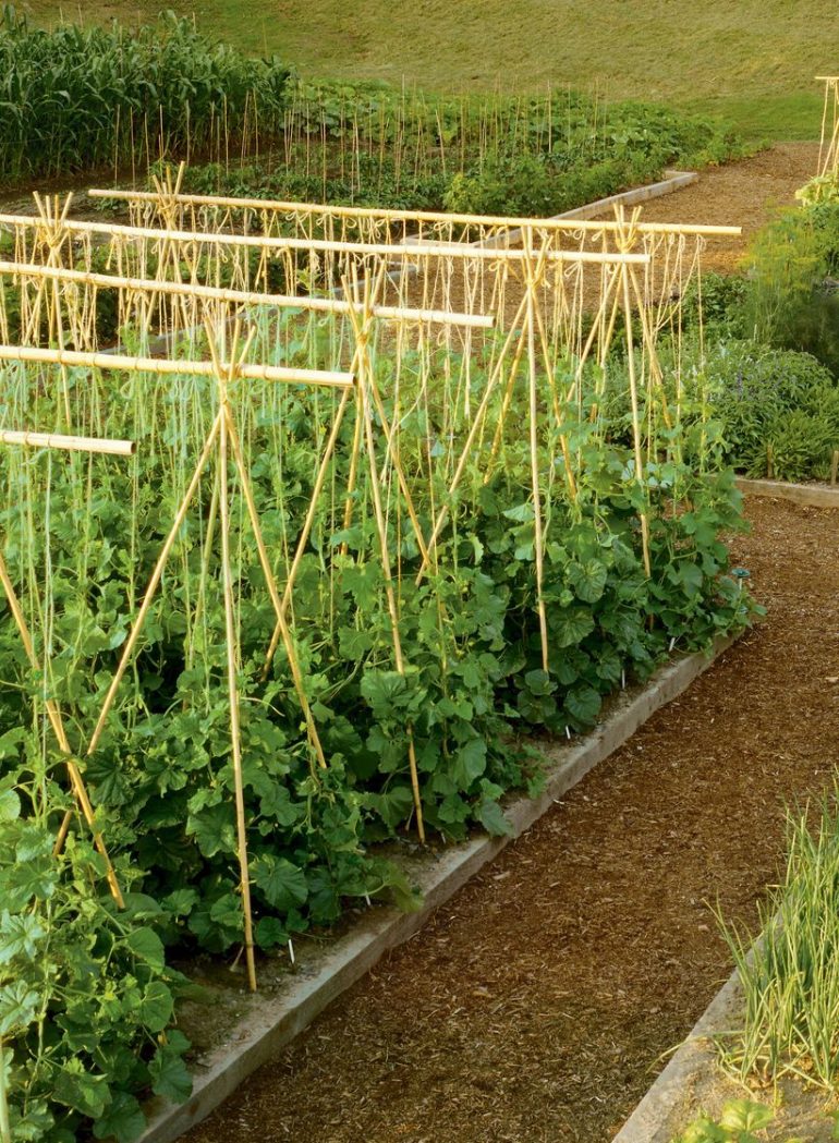 19 Successful Ways to Building DIY Trellis for Veggies and Fruits