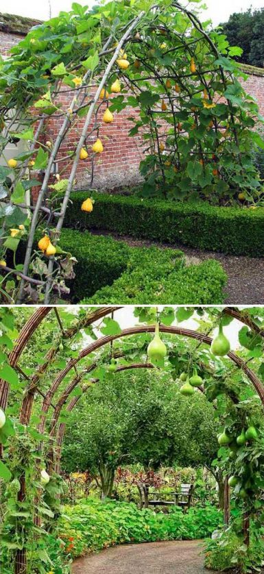 19 Successful Ways to Building DIY Trellis for Veggies and Fruits