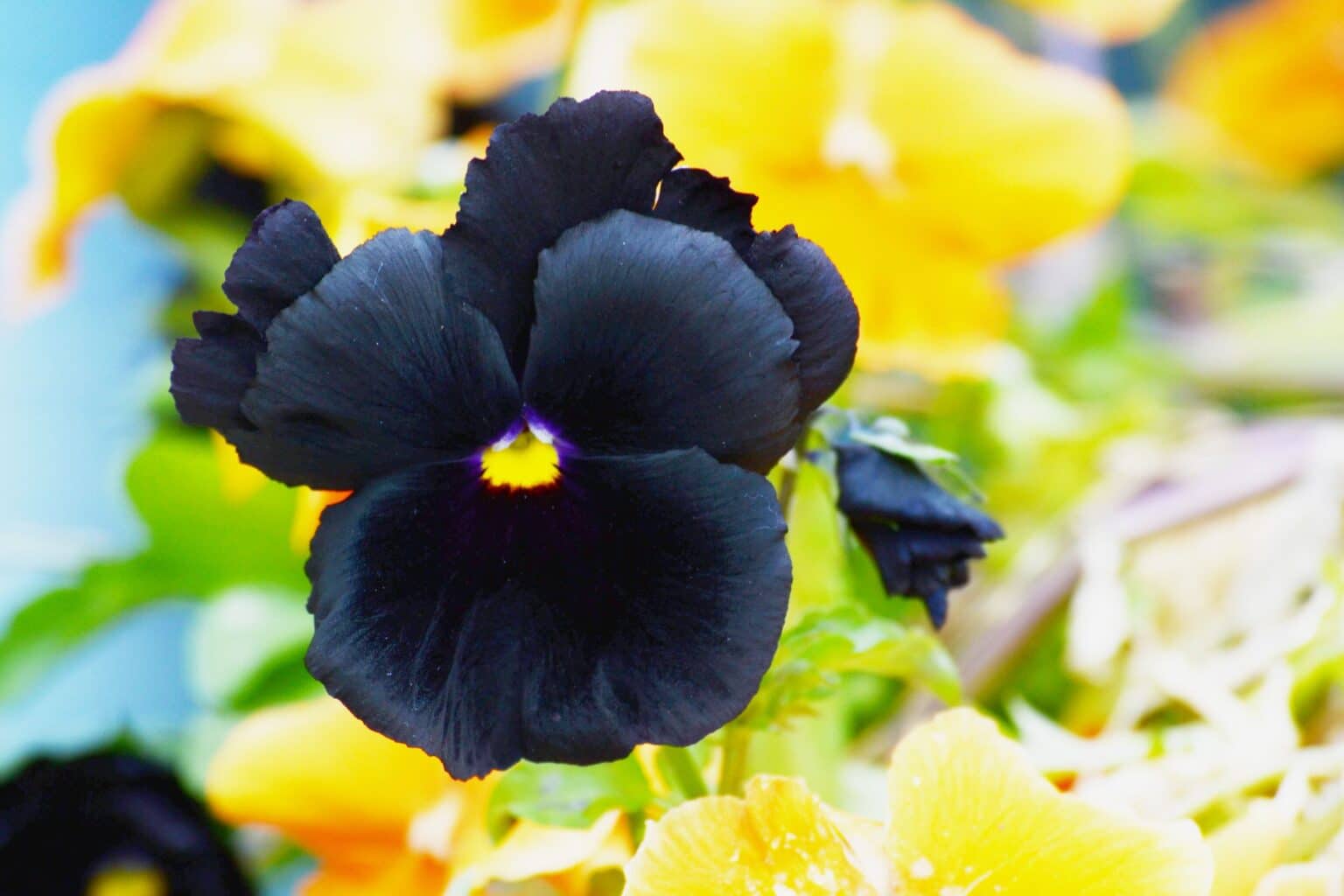 7 Black Flowers to Add Contrast to Your Garden