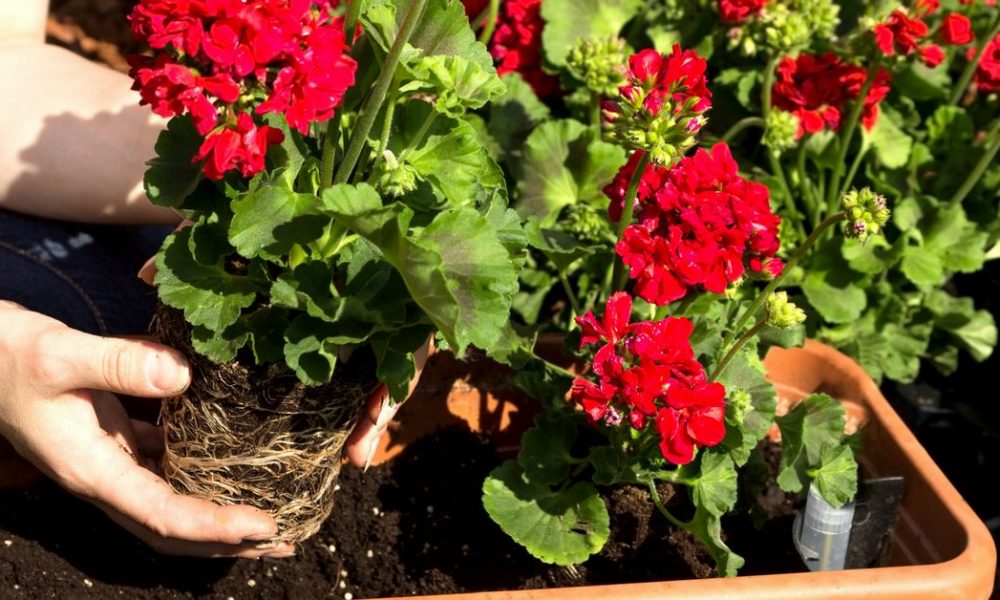 Follow These 6+ Tips If You Want to Grow a Garden Full of Geraniums