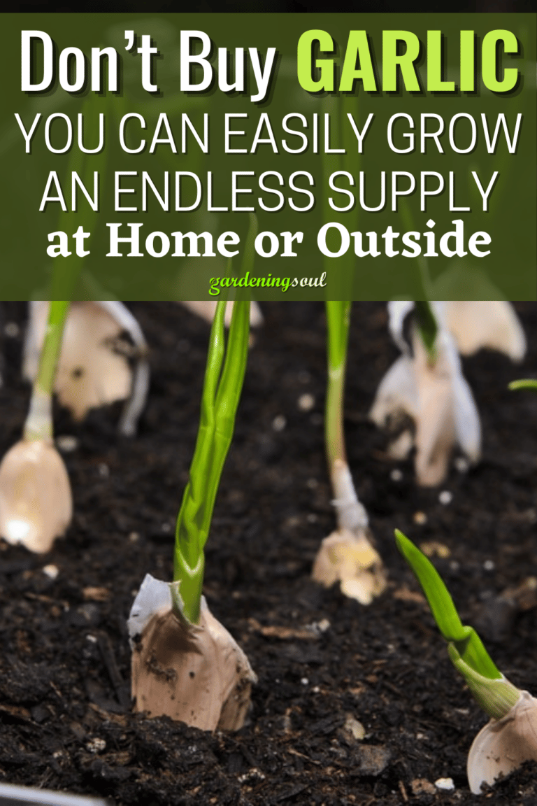 Don't Buy Garlic. You Can Easily Grow an Endless Supply at Home or Outside