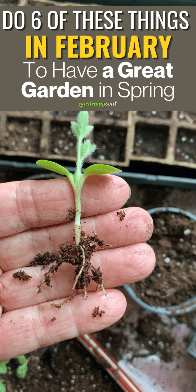 Do 6 of These Things in February To Have a Great Garden in Spring