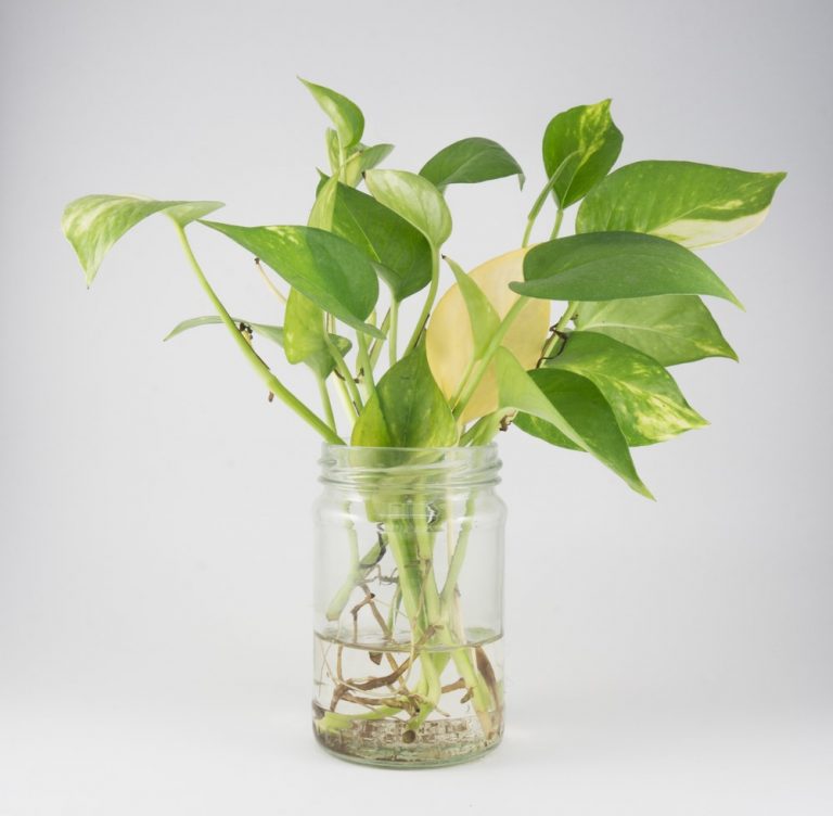 9 Amazing Indoor Plants That Grow In Water